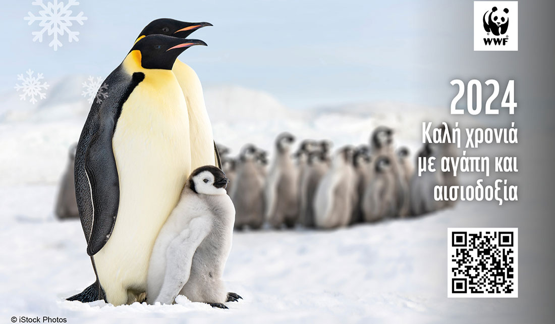 WWF Teachers Panda Newsletter, December 2023